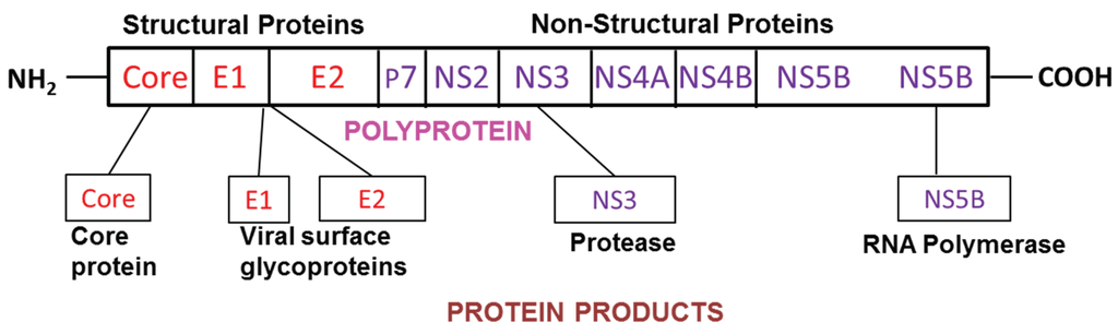 Biomolecules Free Full Text Hepatitis C Innate Immunity And