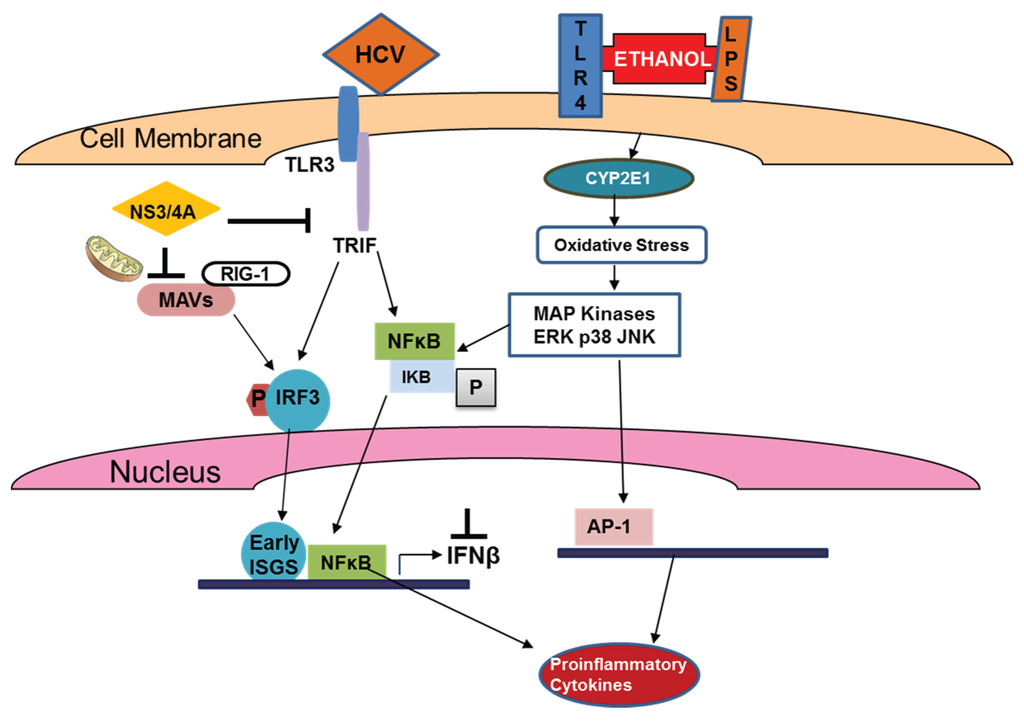 Biomolecules Free Full Text Hepatitis C Innate Immunity And