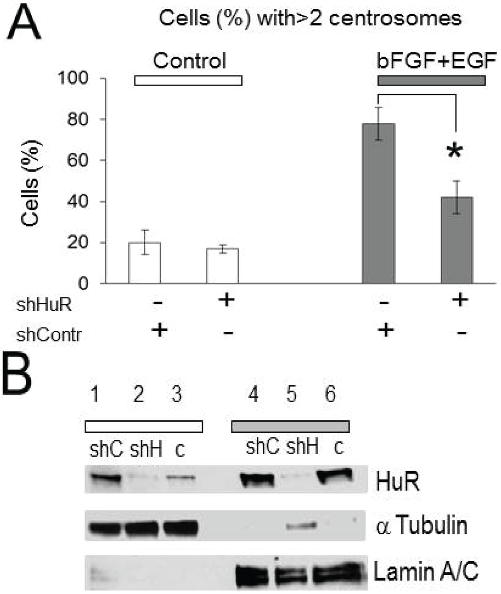 Biomolecules Free Full Text Growth Factor Dependent Regulation Of