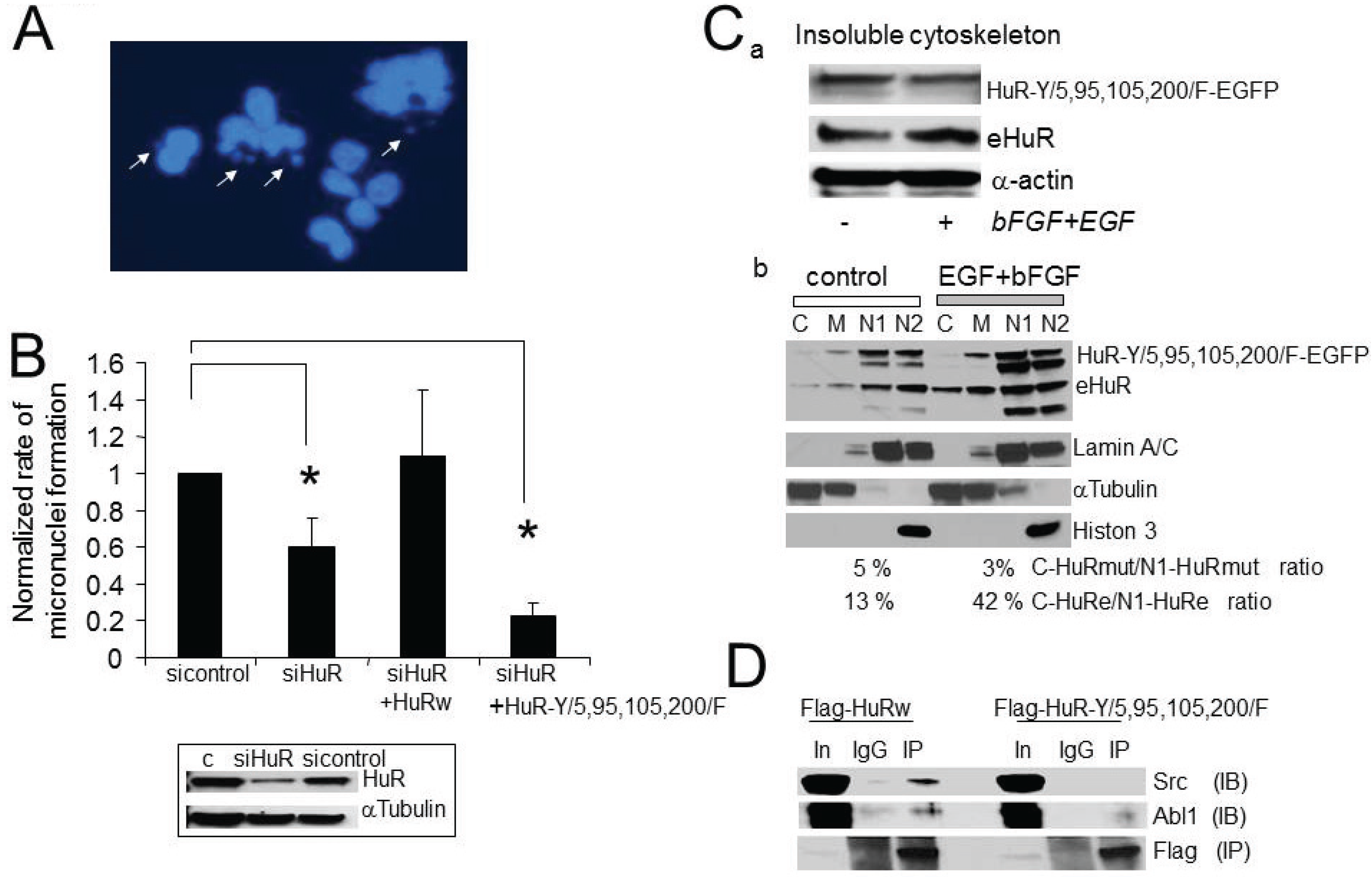 Biomolecules Free Full Text Growth Factor Dependent Regulation Of