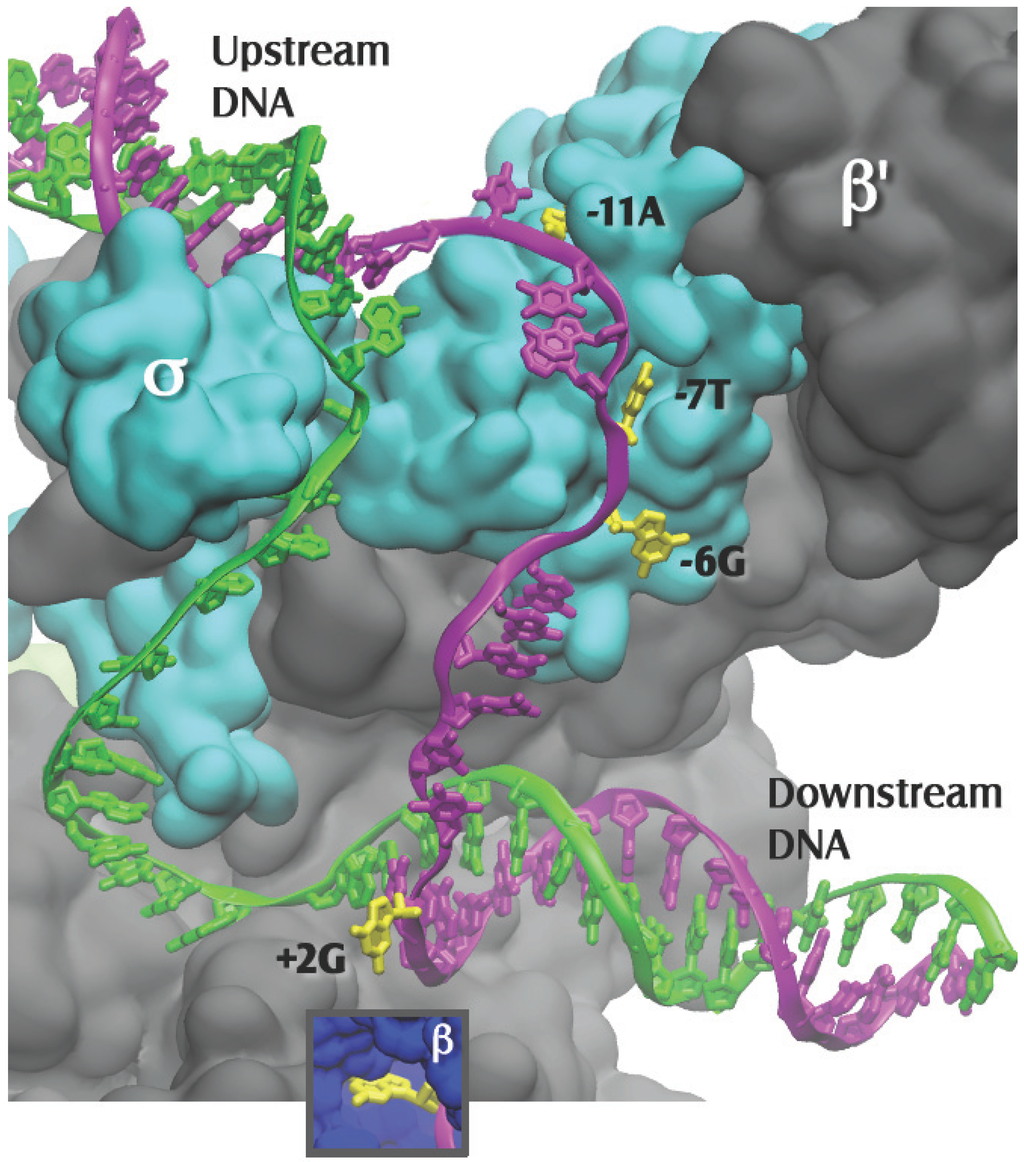 Biomolecules | Special Issue : Bacterial RNA Polymerase