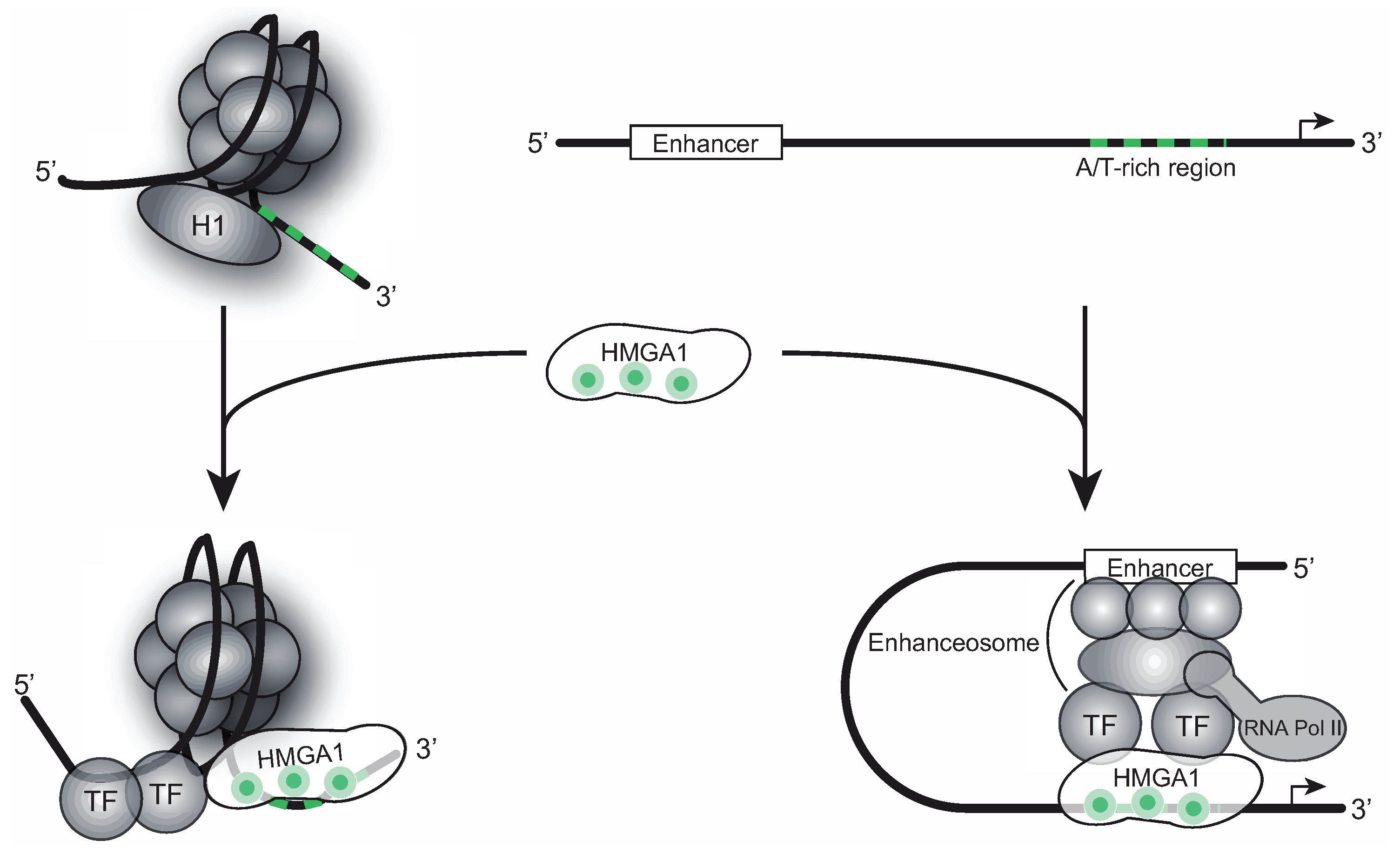 Biomolecules Free Full Text Rna Mediated Regulation Of Hmga1 Function