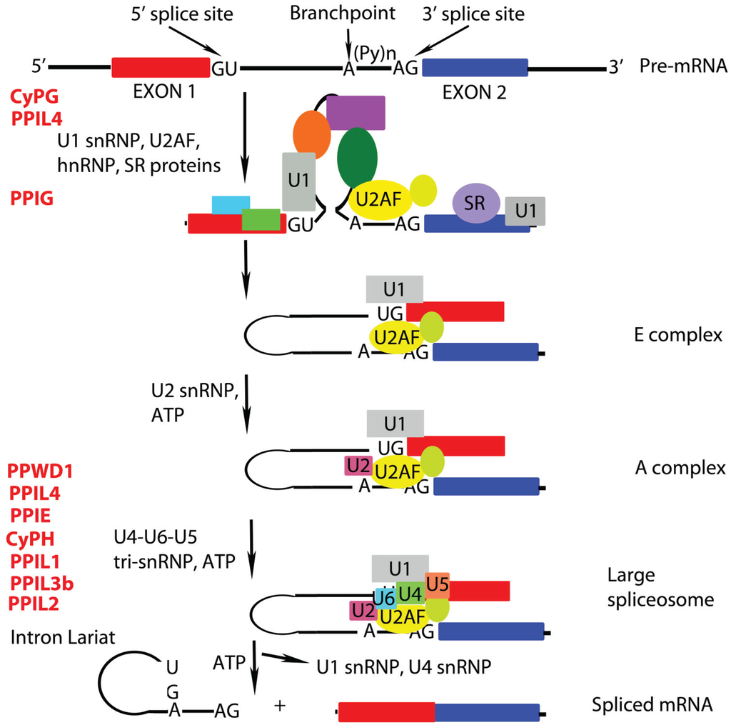 Biomolecules Special Issue Rna Binding Proteins—structure Function