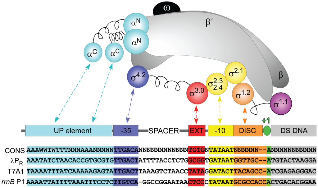 Initial Events in Bacterial Transcription Initiation