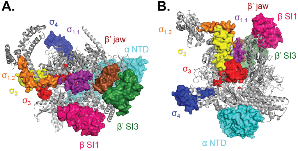 Biomolecules | Special Issue : Bacterial RNA Polymerase