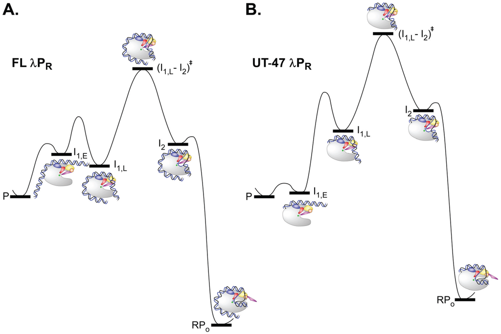 Biomolecules | Free Full-Text | Initial Events in Bacterial ...