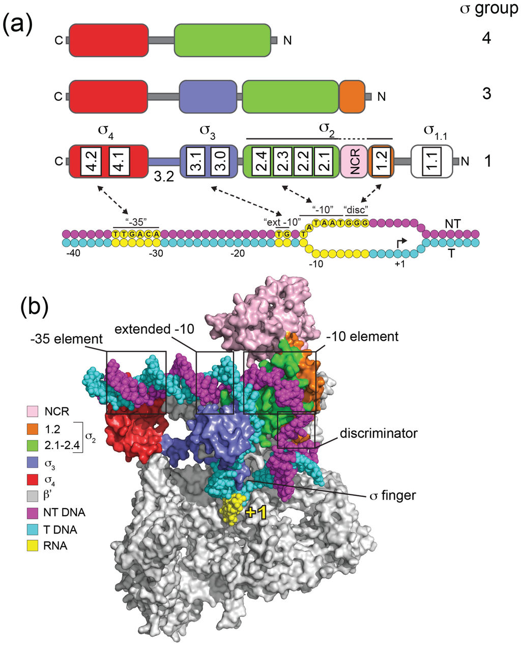 Biomolecules | Free Full-Text | Bacterial Sigma Factors and Anti-Sigma ...