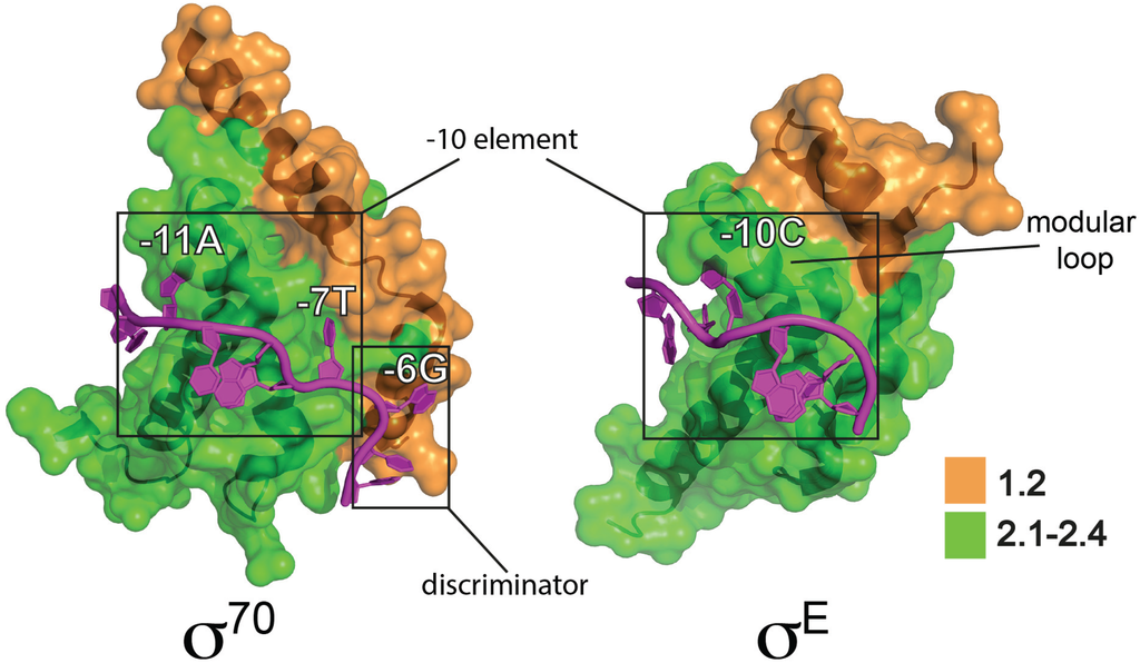 Biomolecules | Free Full-Text | Bacterial Sigma Factors and Anti-Sigma ...