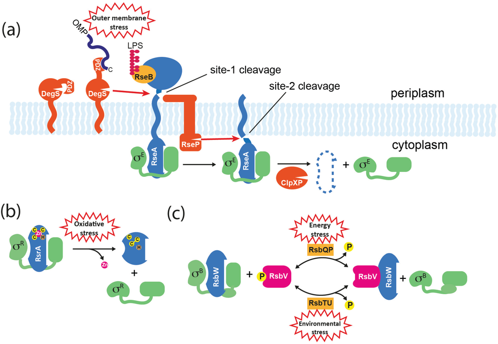 Biomolecules | Free Full-Text | Bacterial Sigma Factors and Anti-Sigma ...