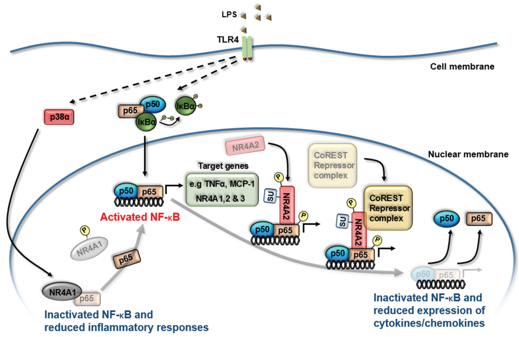 Molecular Interactions between NR4A Orphan Nuclear Receptors and NF-κB ...
