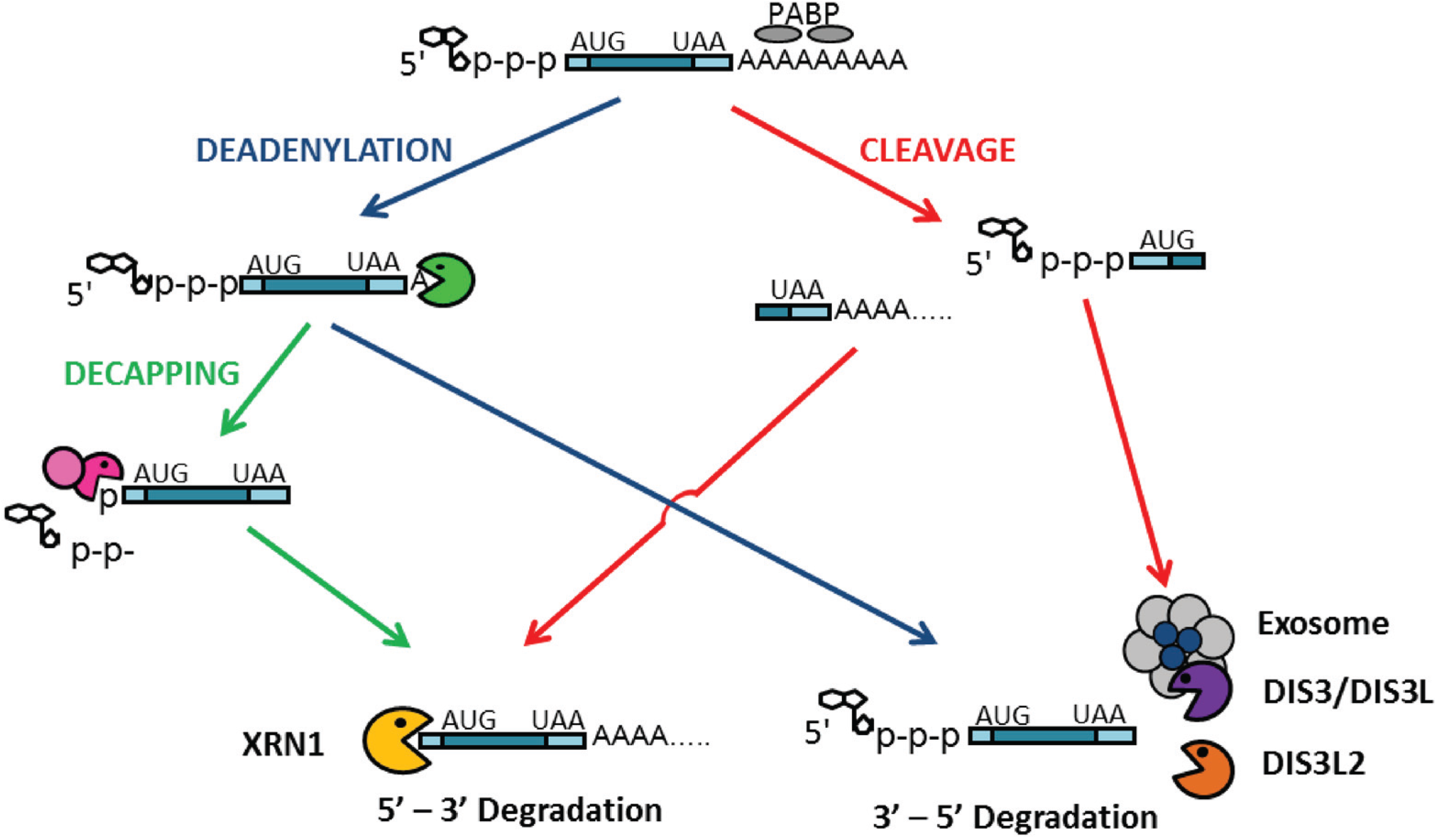 Biomolecules Free Full Text The 3 To 5 Exoribonuclease Dis3 From