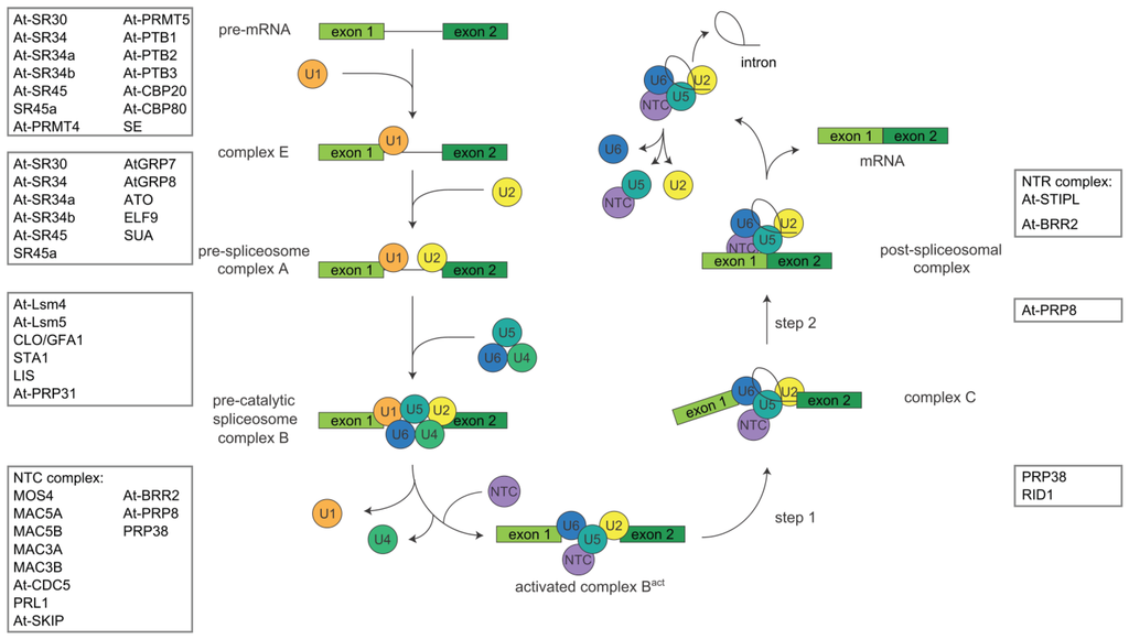 Biomolecules | Free Full-Text | Pre-mRNA Splicing in Plants: In Vivo ...