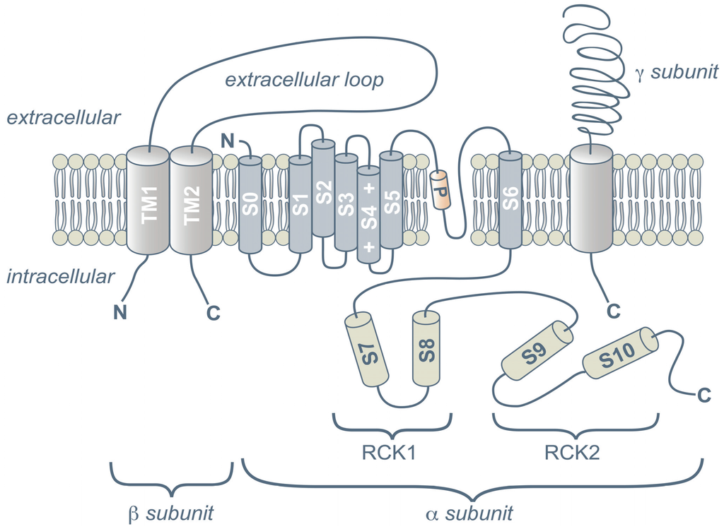Biomolecules | Free Full-Text | Oxidative Stress and Maxi Calcium ...