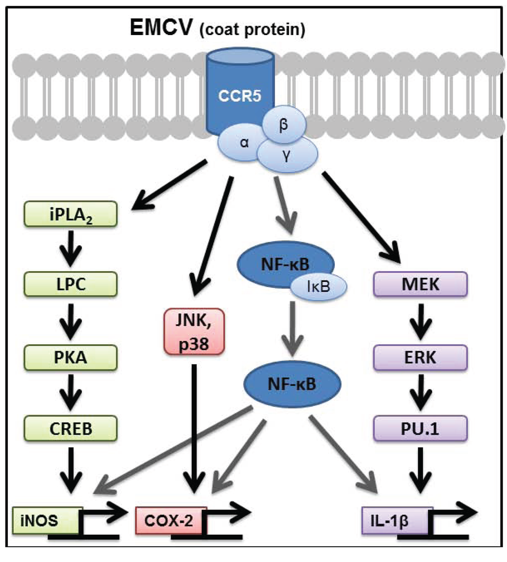 Biomolecules | Special Issue : Transcriptional Regulation of Pro ...