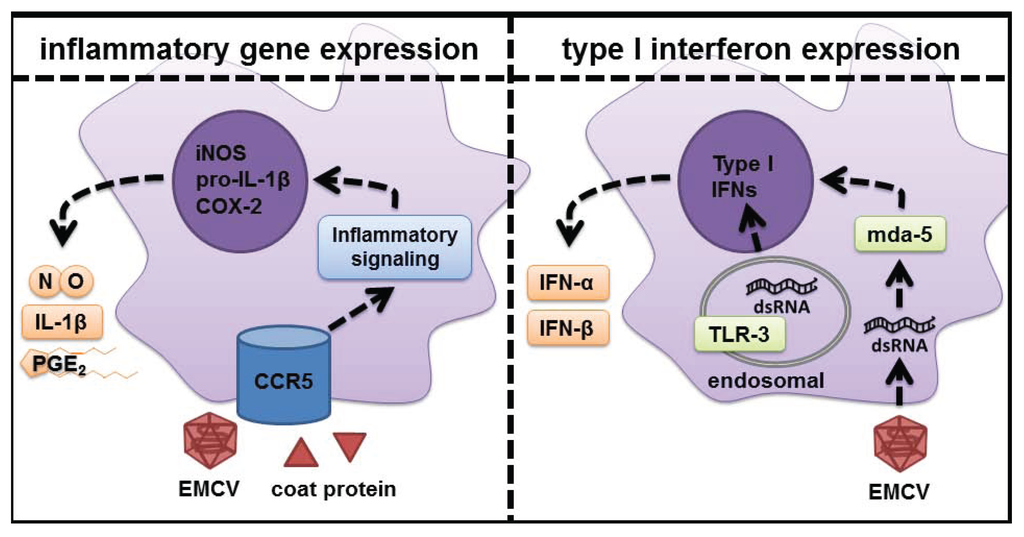 Biomolecules | Special Issue : Transcriptional Regulation of Pro ...