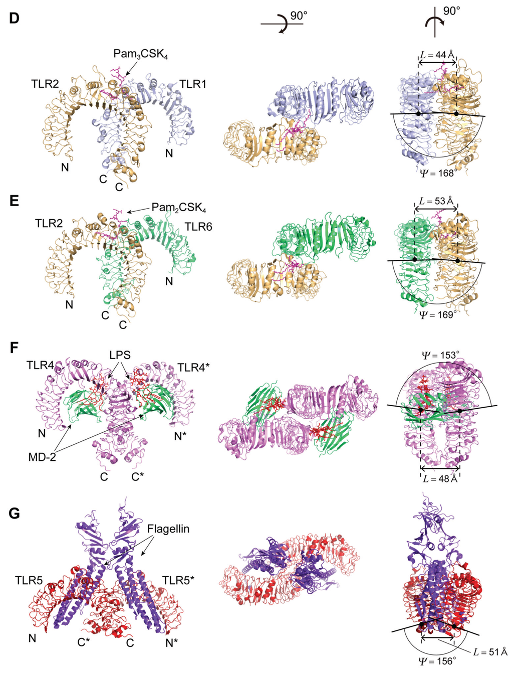 Comparative Geometrical Analysis of Leucine-Rich Repeat Structures in ...