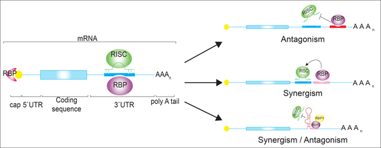 Biomolecules Free Full Text Combinatorial Control Of Mrna Fates By