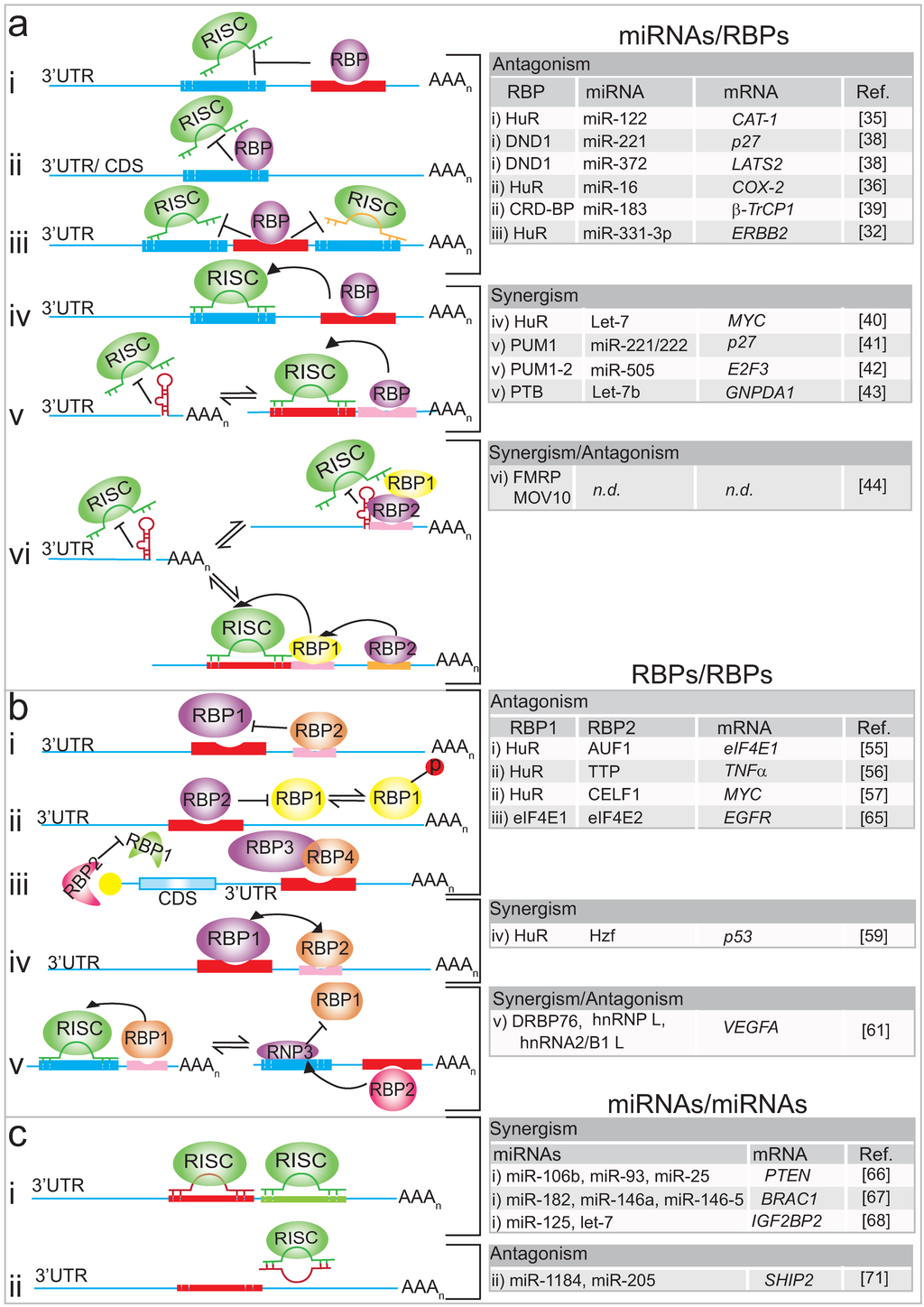 Biomolecules Free Full Text Combinatorial Control Of Mrna Fates By