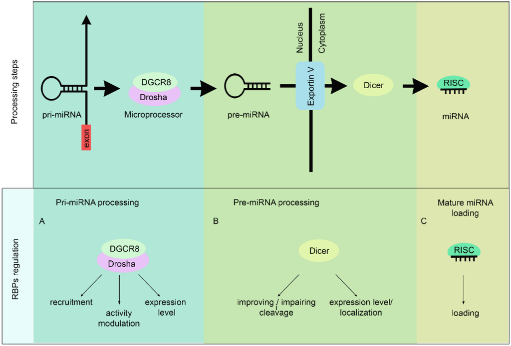 Biomolecules | Free Full-Text | RNA-Binding Proteins in the Regulation ...