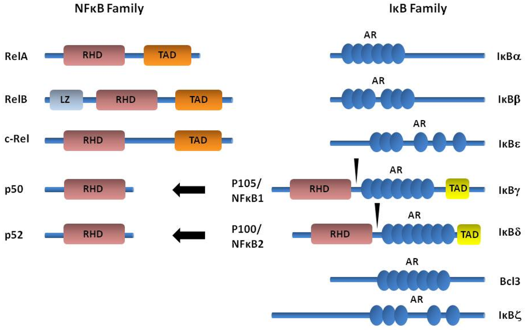 Biomolecules | Special Issue : Transcriptional Regulation of Pro ...