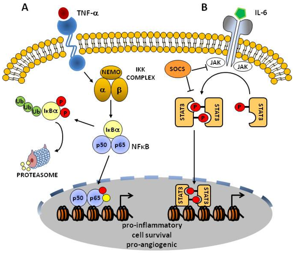 Biomolecules | Special Issue : Transcriptional Regulation of Pro ...
