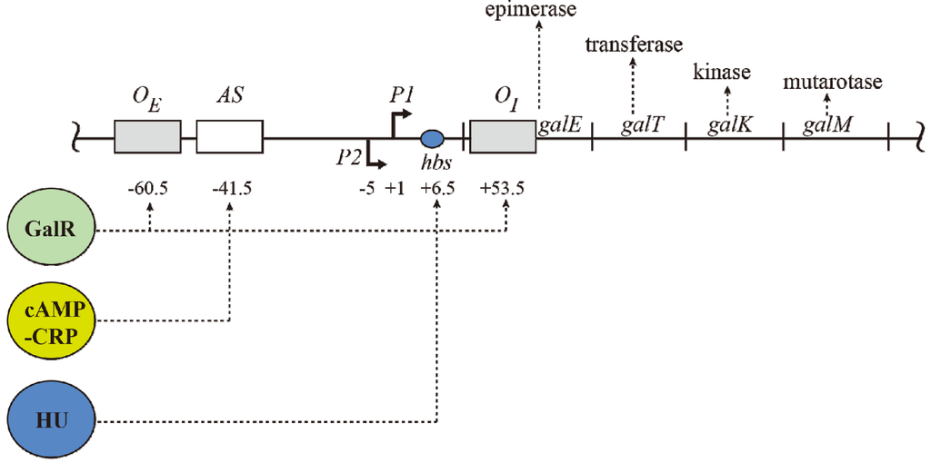 Biomolecules | Free Full-Text | Molecular Mechanisms of Transcription ...
