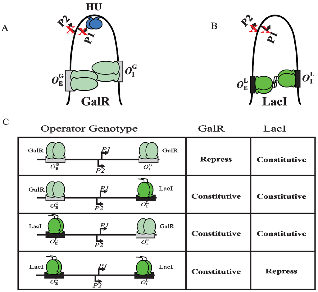 Biomolecules | Free Full-Text | Molecular Mechanisms of Transcription ...
