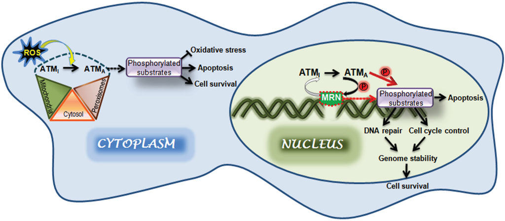 ATM-Dependent Phosphorylation of All Three Members of the MRN Complex ...