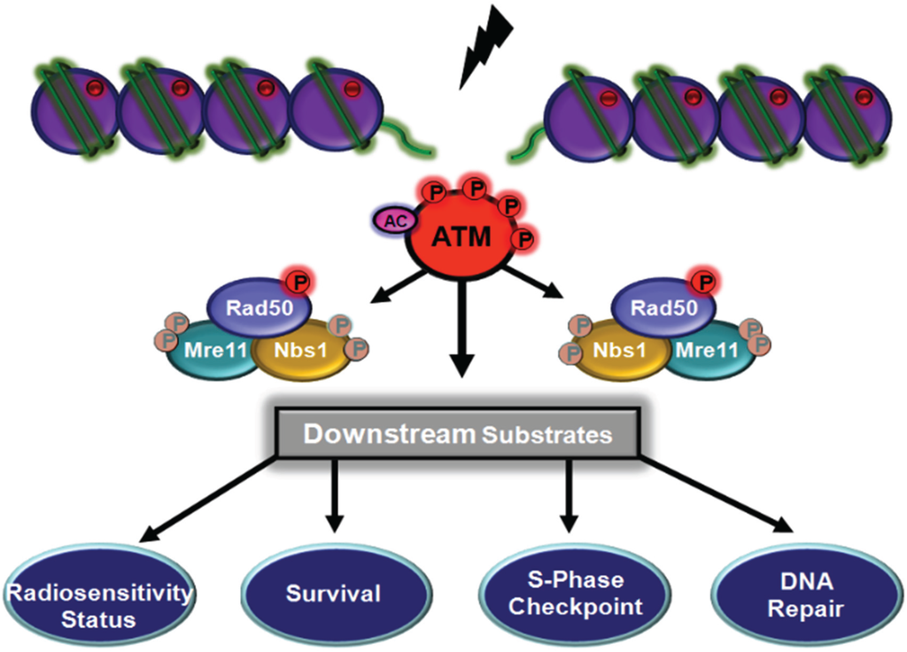 ATM-Dependent Phosphorylation of All Three Members of the MRN Complex ...