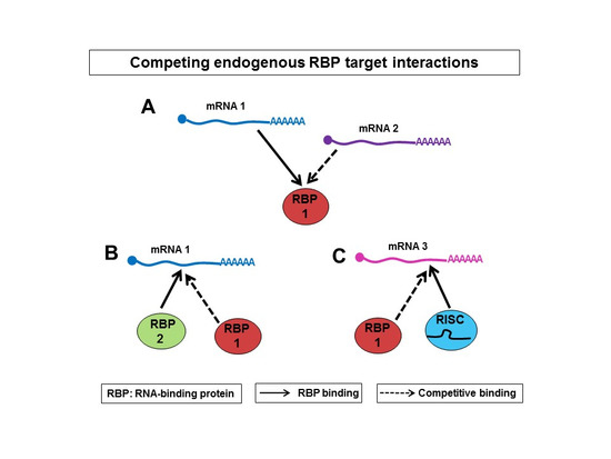 Biomolecules | Free Full-Text | Competing Interactions of RNA-Binding ...