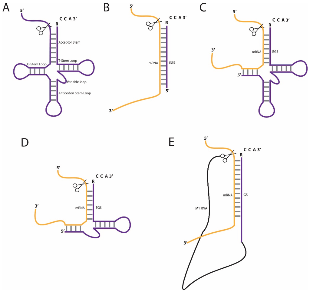 Biomolecules | Free Full-Text | RNase P-Mediated Sequence-Specific ...