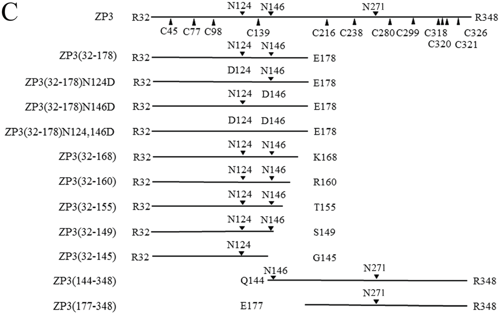 The Hinge Region of Bovine Zona Pellucida Glycoprotein ZP3 Is Involved ...