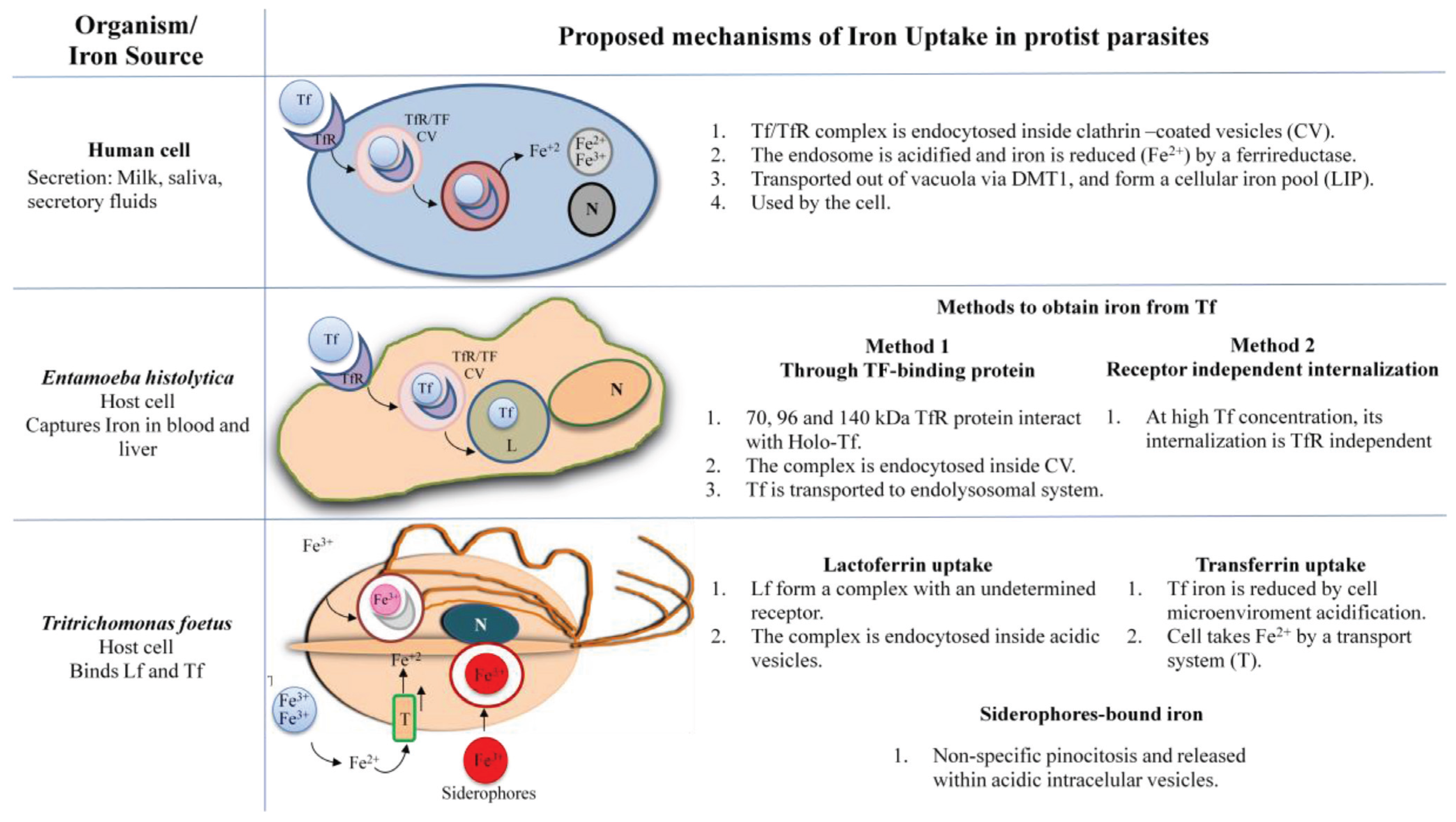 RNA-Binding Proteins in Trichomonas vaginalis: Atypical Multifunctional ...