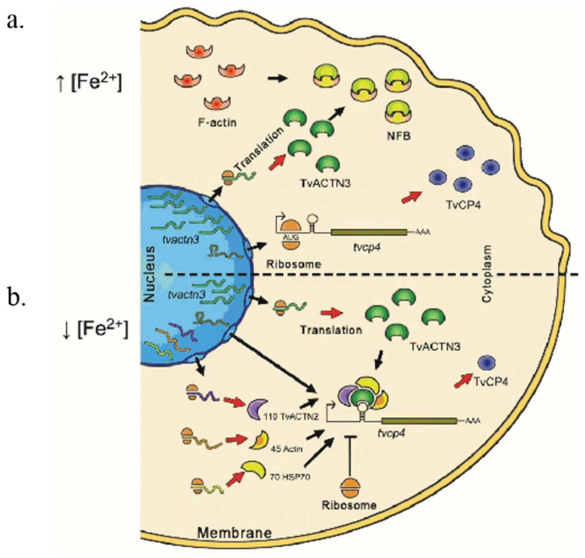 Biomolecules Free Full Text Rna Binding Proteins In Trichomonas