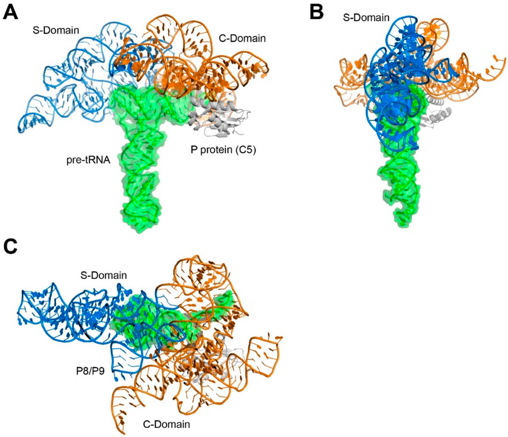 Biomolecules Special Issue Function And Structure Of Rnase P In