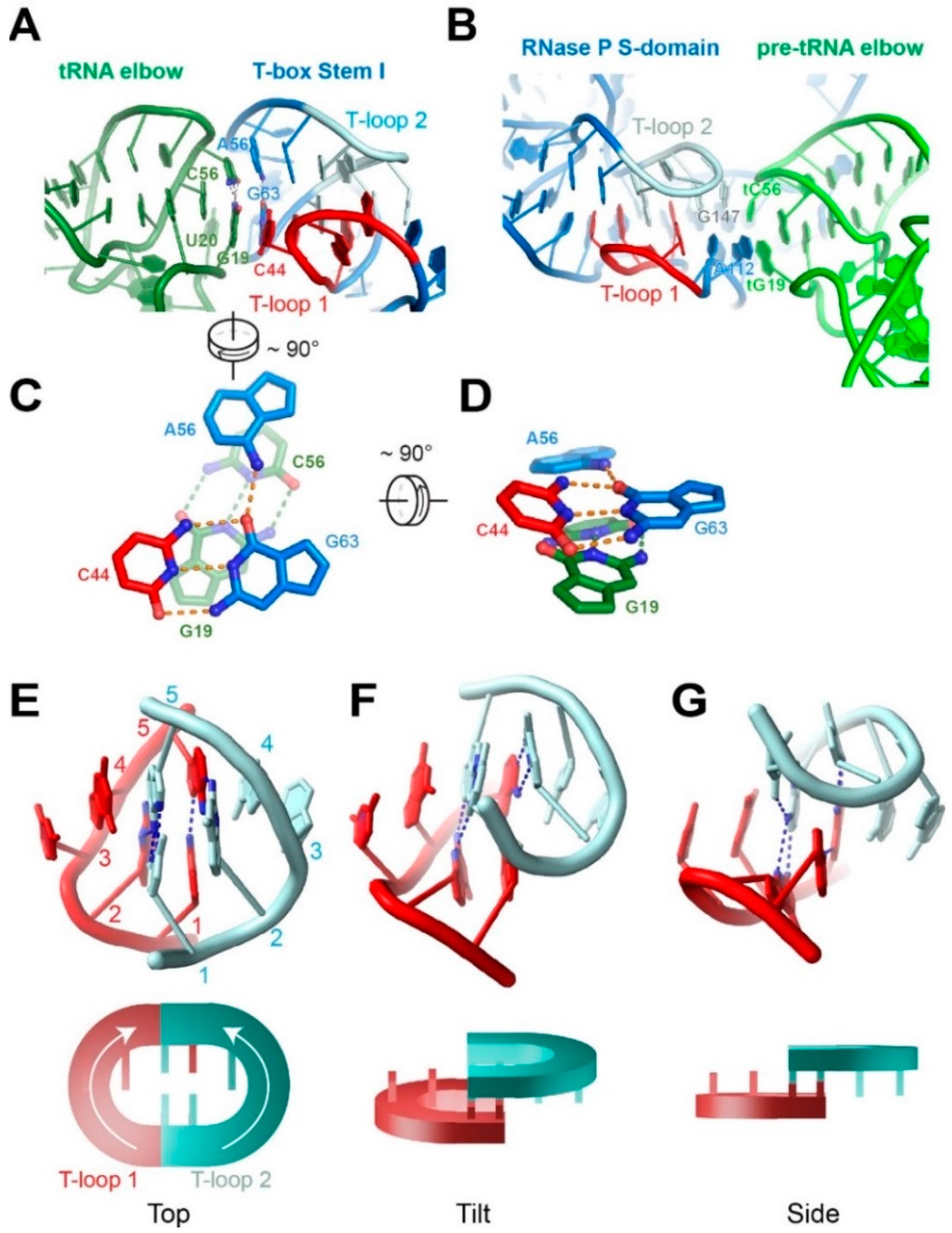 Trying on tRNA for Size: RNase P and the T-box Riboswitch as Molecular Rulers