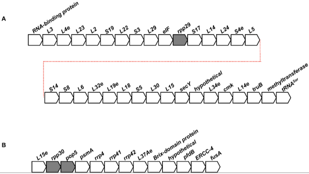Sequence Analysis and Comparative Study of the Protein Subunits of ...
