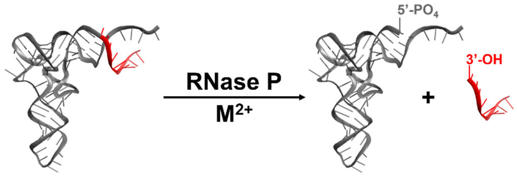 Biomolecules | Free Full-Text | The Diversity of Ribonuclease P: Protein and RNA Catalysts with ...