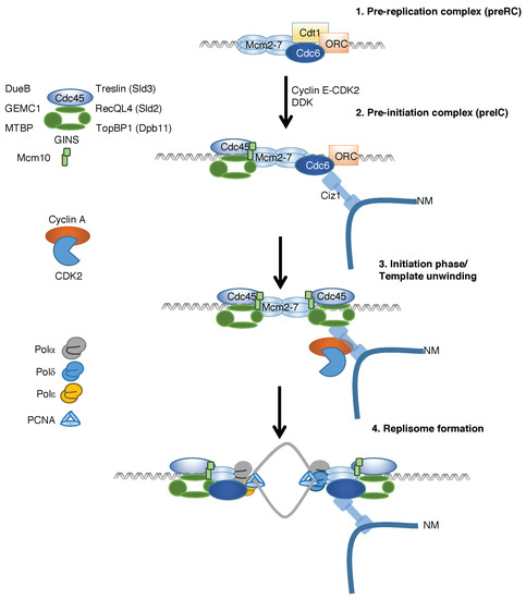 Emerging Roles for Ciz1 in Cell Cycle Regulation and as a Driver of ...
