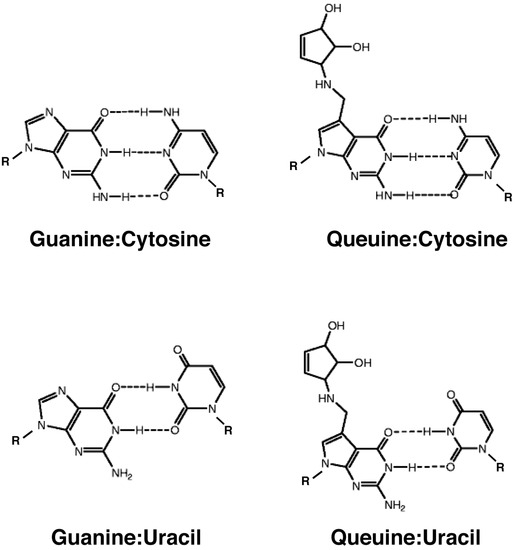Cross-Talk between Dnmt2-Dependent tRNA Methylation and Queuosine ...