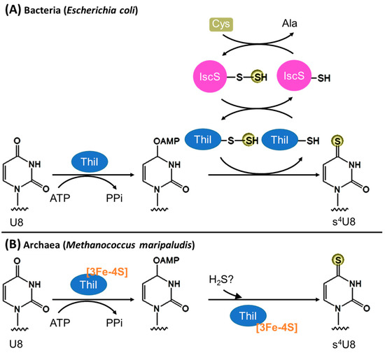 Biomolecules | Topical Collection : RNA Modifications