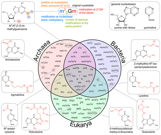 Biomolecules | Topical Collection : RNA Modifications