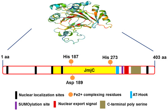 Biomolecules | Free Full-Text | Bifunctional Enzyme JMJD6 Contributes ...