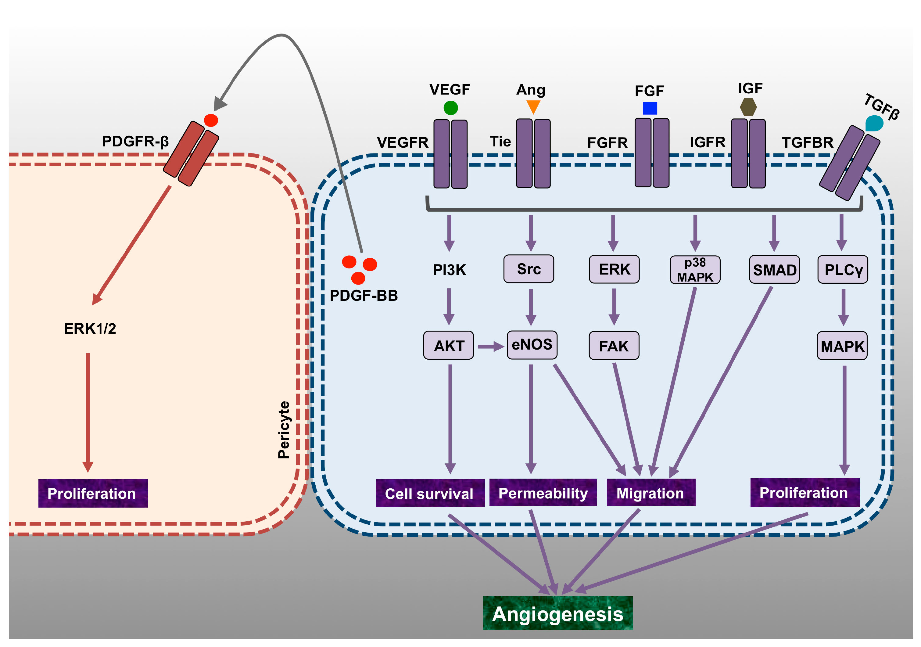 Biomolecules Free Full Text Friends Turned Foes Angiogenic Growth
