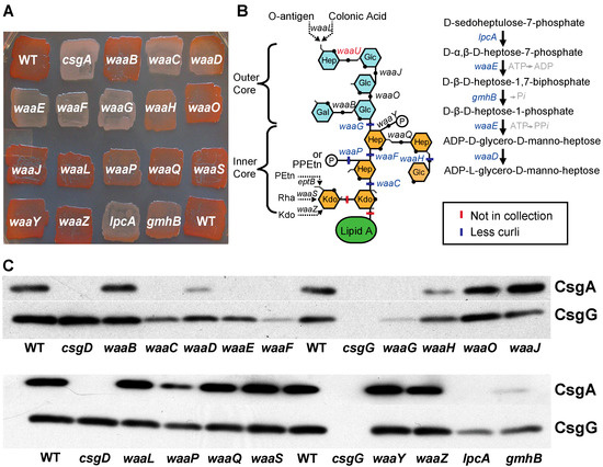 The Production of Curli Amyloid Fibers Is Deeply Integrated into the ...