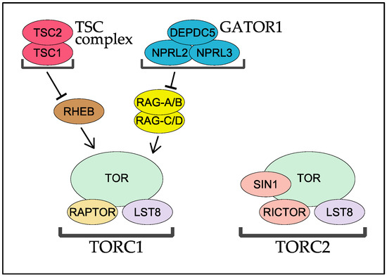 Evolutionary Conservation of the Components in the TOR Signaling Pathways