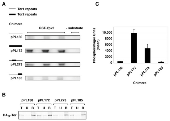 Redesigning TOR Kinase to Explore the Structural Basis for TORC1 and ...