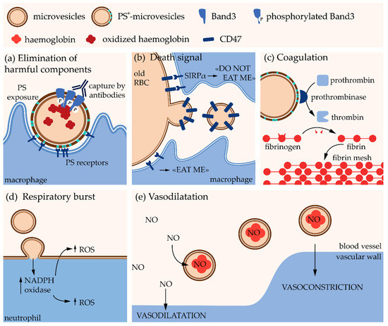 Plasma Membrane Lipid Domains as Platforms for Vesicle Biogenesis and ...