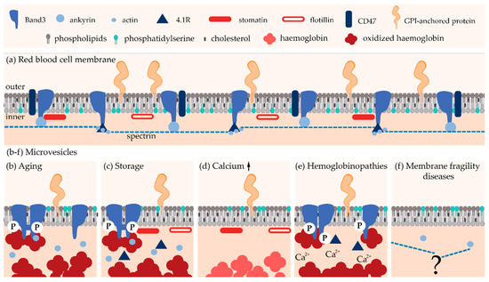 Plasma Membrane Lipid Domains as Platforms for Vesicle Biogenesis and ...