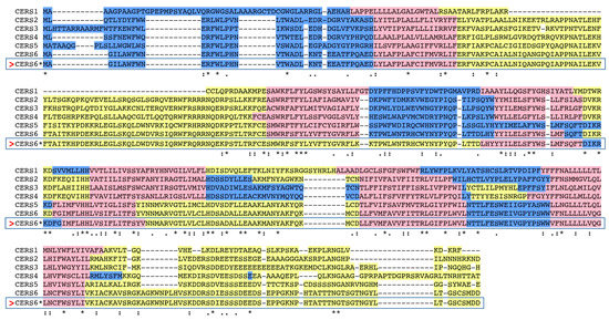 Ceramide Synthase 6: Comparative Analysis, Phylogeny and Evolution